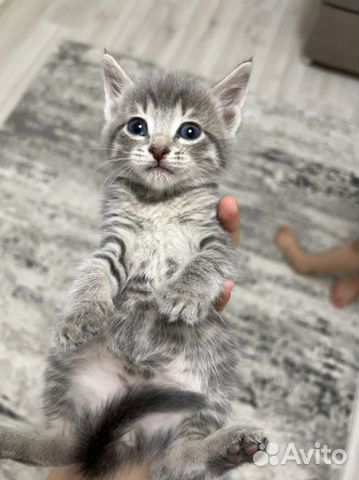 Котенок