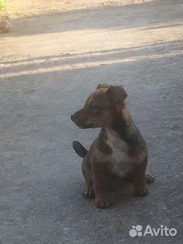 Отдам щенка 2.5 мес