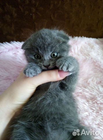 Шотландский вислаухий котенок (мальчик)