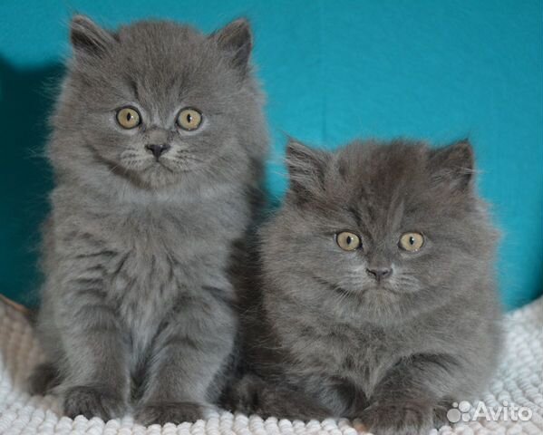 Красивые британцы