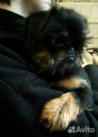 Бельгийский гриффон