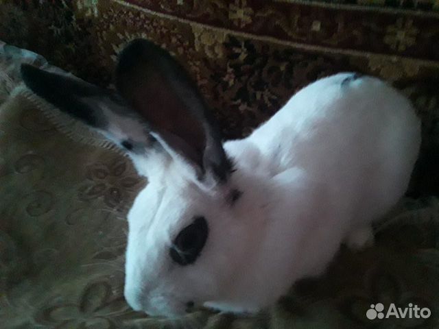Кролик Самец