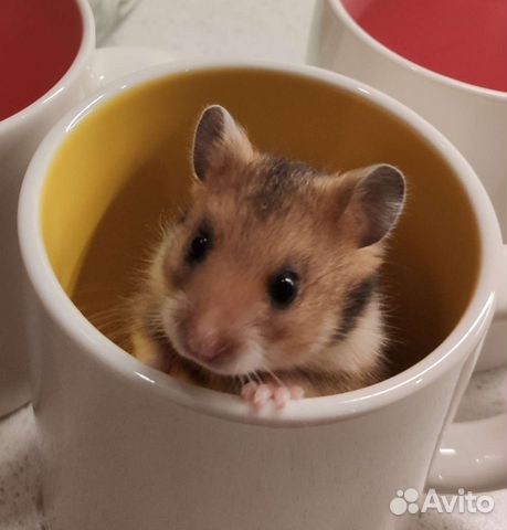 Сирийский хомяк мальчик