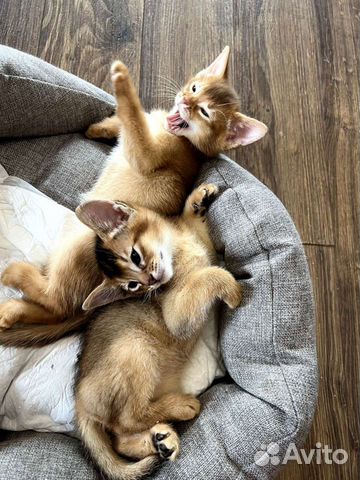 Абиссинские котята