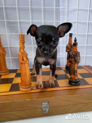 Нежный ангелочек "Звездочка" Той Терьер. Девочка