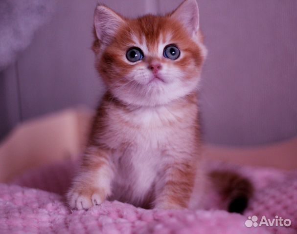 Яркое золото, золотая шиншилла, девочка, ny11