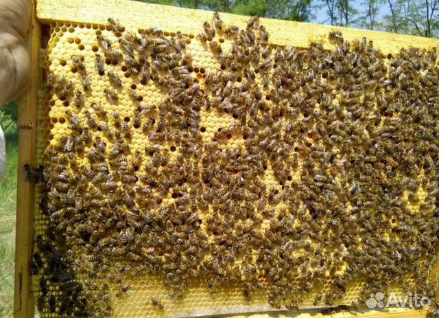 Пчелы пчелопакеты