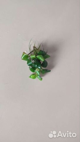 Аквариумные растения