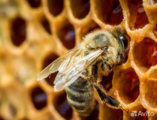 Пчелосемьи