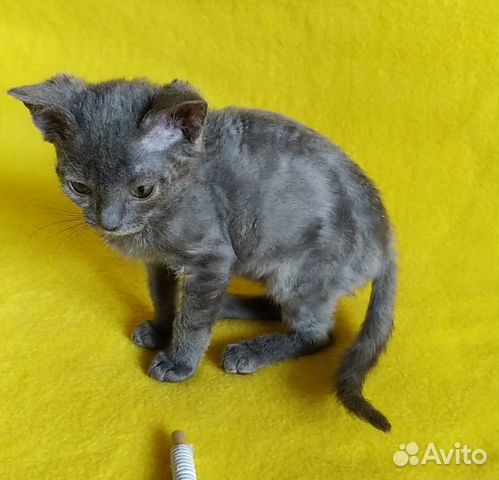 Голубая мраморная урал рекс