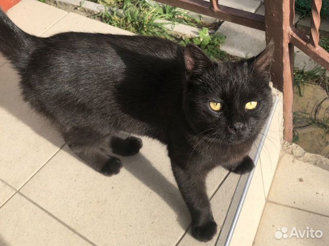 Котенок в добрые руки