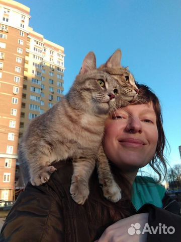 Котики в трудной жизненной ситуации