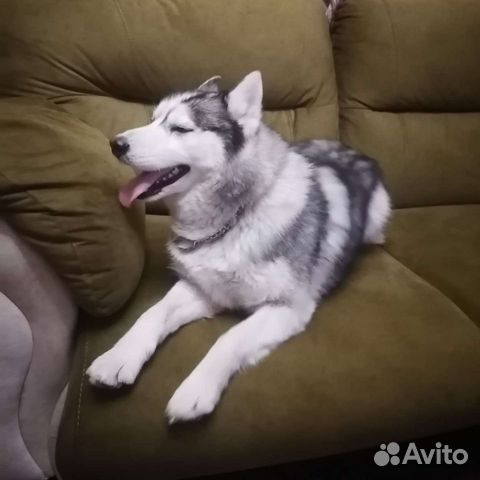 Отдам в хорошие руки