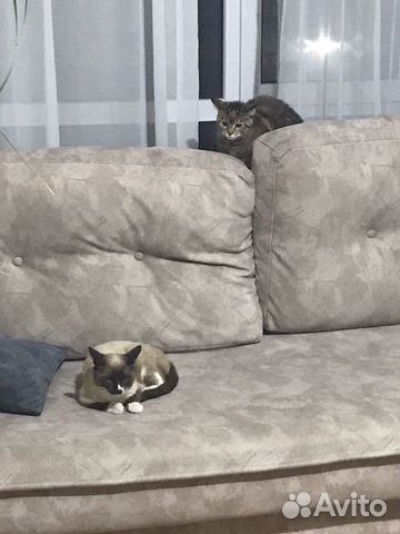 Отдам котенка в добрые руки