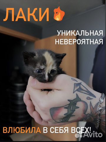 Безумно красивая крошка Лаки, 1 месяц
