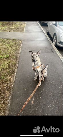 Щенок метис немецкой овчарки и стаффорда в дар