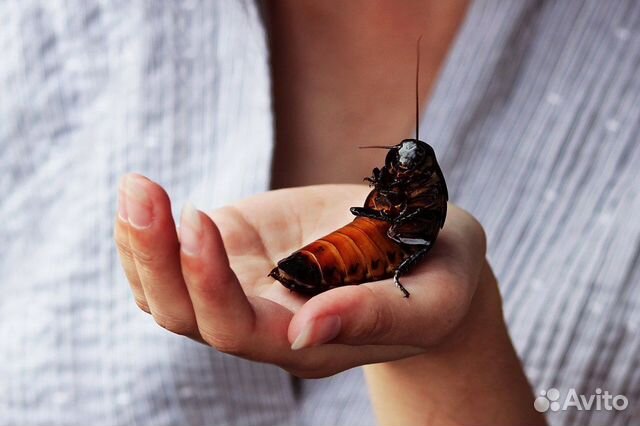 Мадагаскарские тараканы