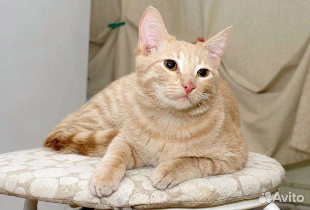 Рыжий котёнок Леденец