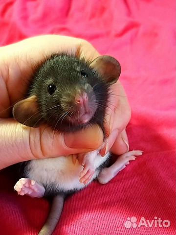 Крысята от ratlove13.85