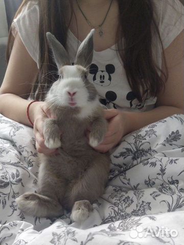Кролик карликовый декоративный