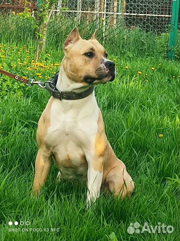 Молодая девочка ам.стафф терьер