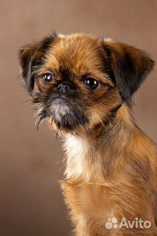 Брюссельский гриффон