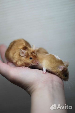 Декоративные рыжие розетки рексы мыши