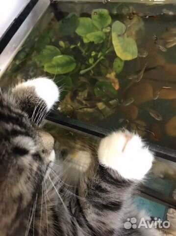 Рыбки гупешки гуппи