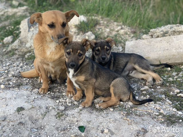 Детки ищут дом