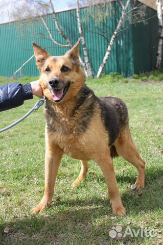 Спокойный Варяг ищет дом