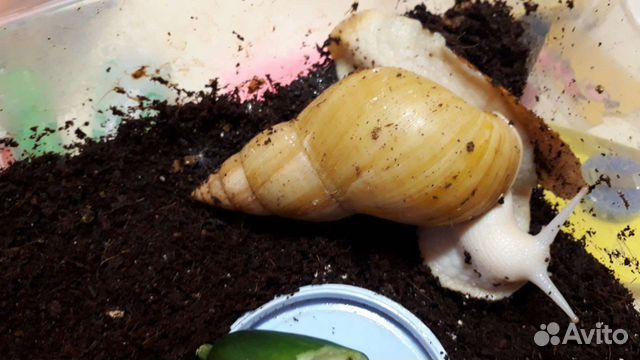 Улитки ахатины