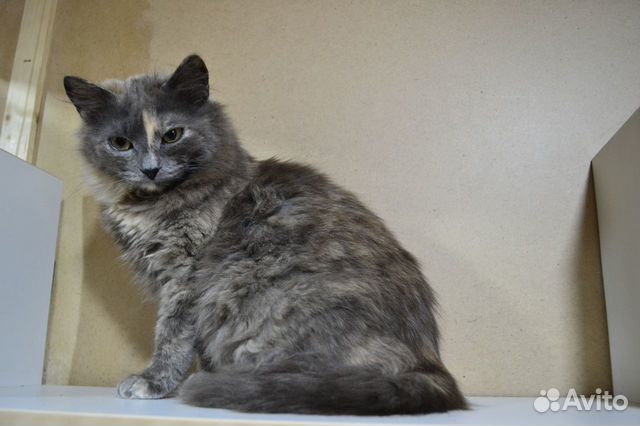 Котенок Ксюша ищет семью