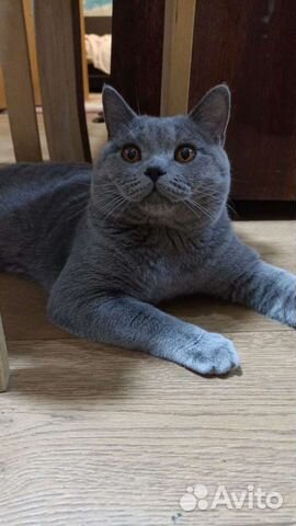 Британский кот вязка