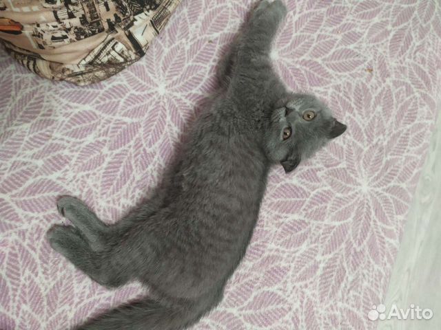 Шотландская вислоухая кошка