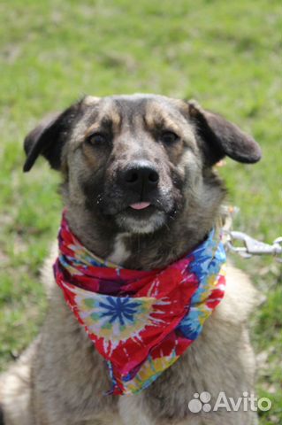 Мира-скромная собака,ей тяжело привыкнуть к приюту