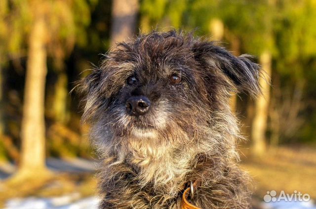 Идеальная беспроблемная собака