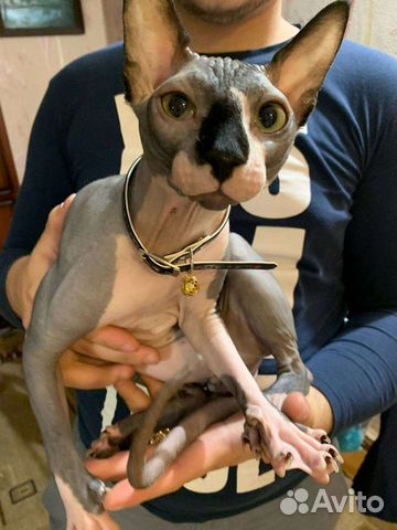 Котик сфинкс канадский вязка