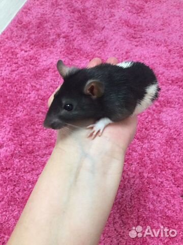 Крыса дамбо