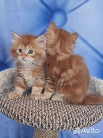 Котята манчкин