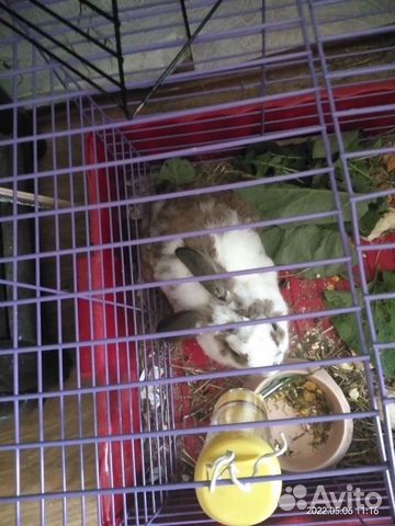 Декоративный кролик