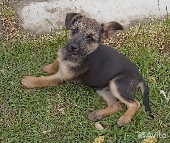 Щенок в добрые руки