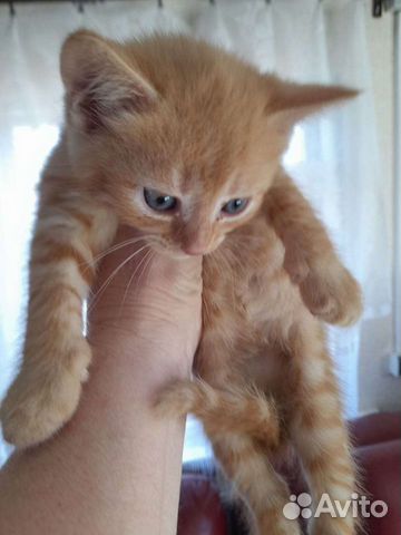 Персиковые котята мальчики