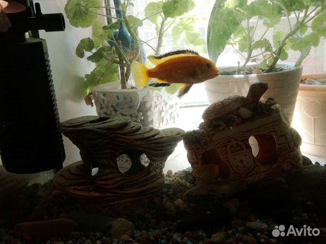 Рыбки Еллоу