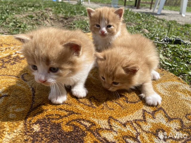 Рыжие котята пушистые отдам
