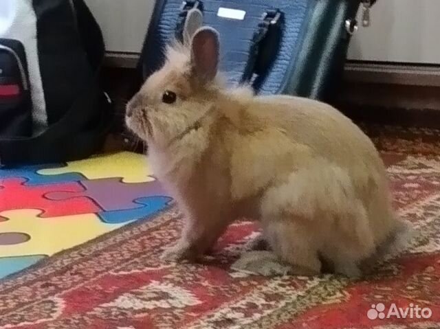 Декоративные кролики