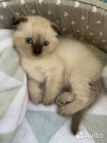 Тайская кошечка