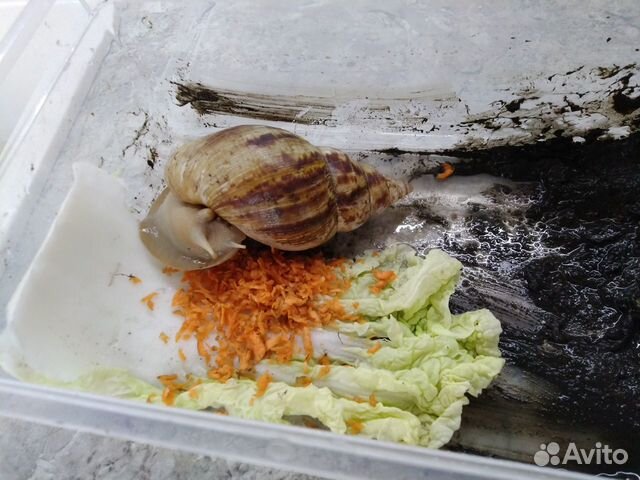 Улитка Ахатина