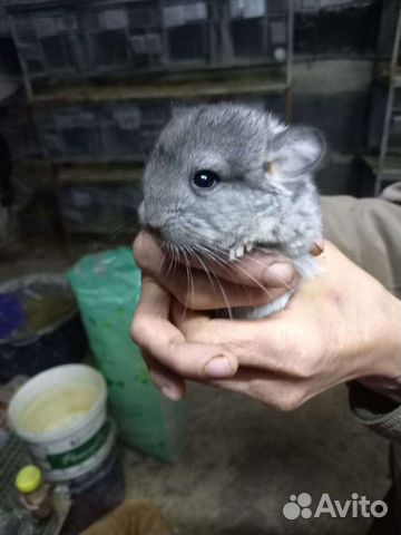 Шиншилла