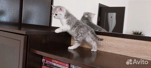 Британская кошка