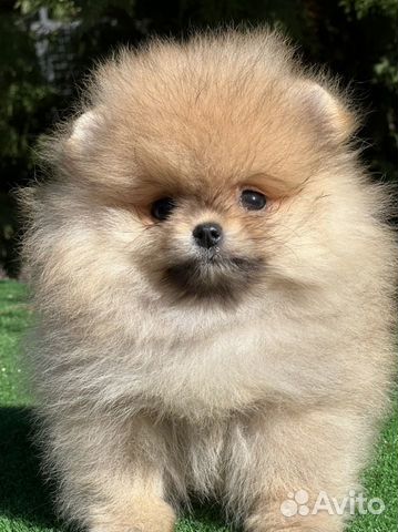 Померанский шпиц mini